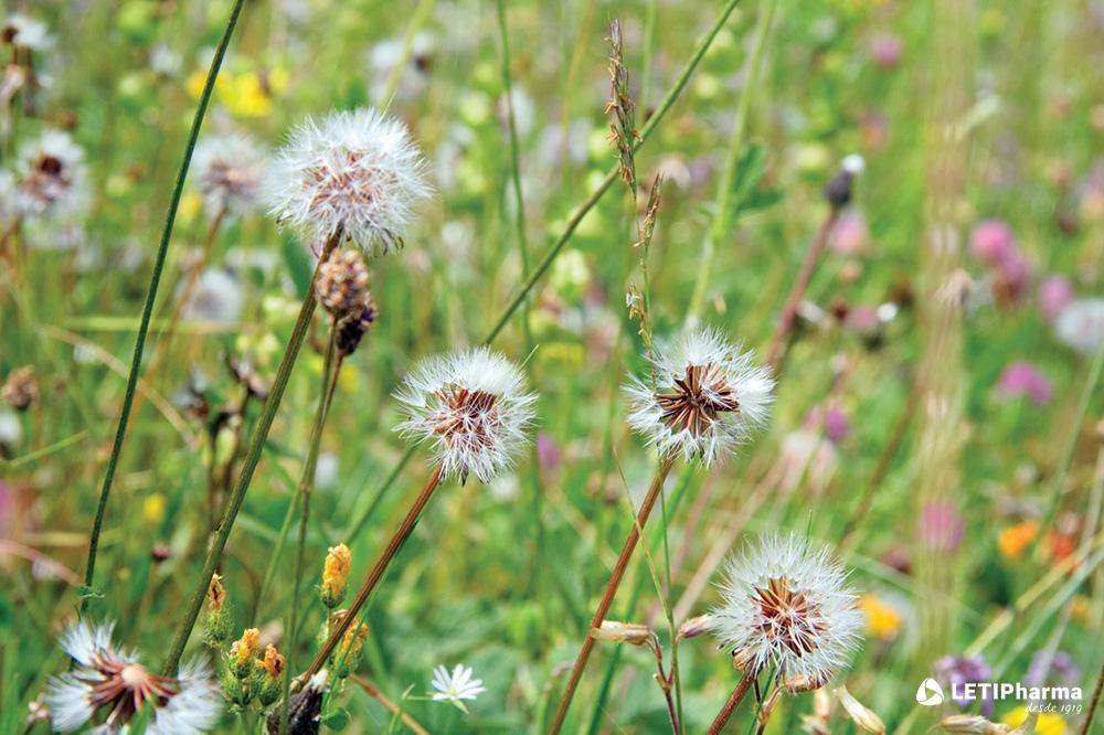 Gramíneas (Gramineae) | Alergia | LETI